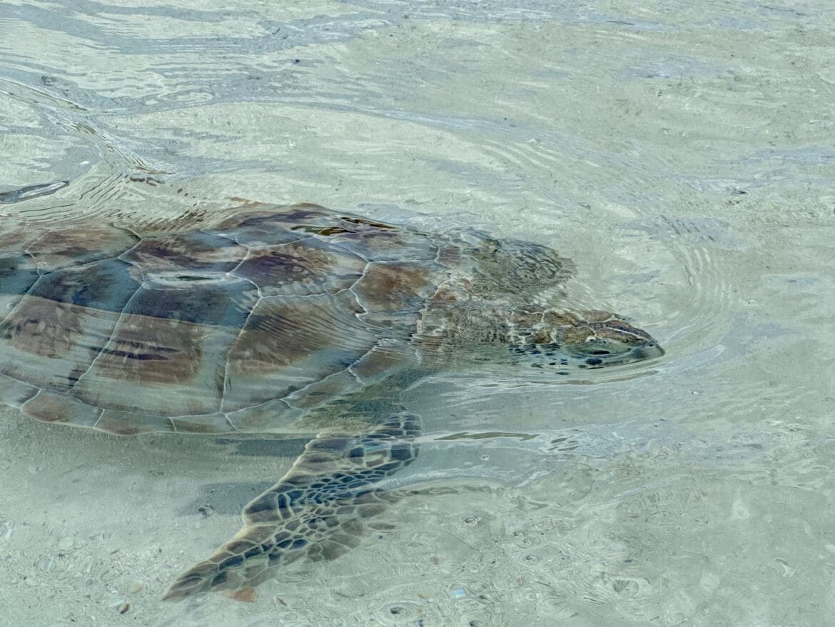 Swimming With Sea Turtles in Great Exuma - The Bulkhead Seat