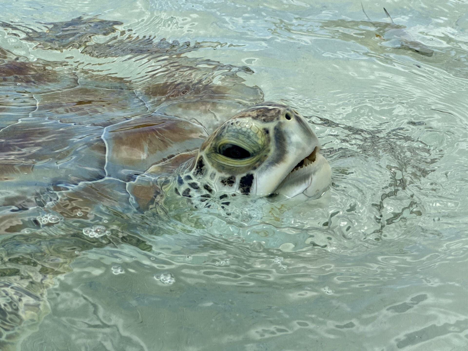 Swimming With Sea Turtles in Great Exuma - The Bulkhead Seat