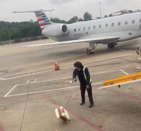 American Airlines Baggage Handler Bowls With Passengers' Luggage While ...
