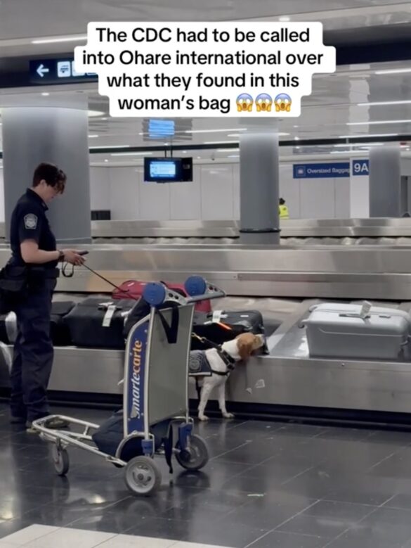 Maggots and Bushmeat Found in Luggage Arriving at Chicago O'Hare ...