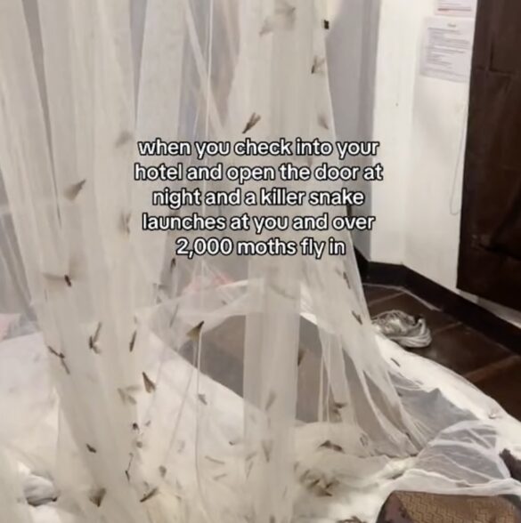 Nope: Tourists' Room Is Infested With "Over 2,000 Moths" In Thailand ...